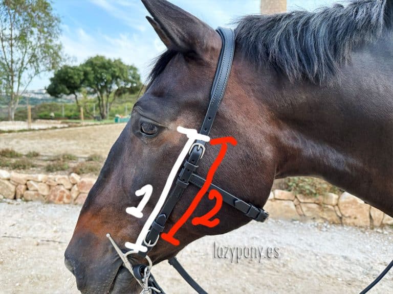 How to properly fit a bridle