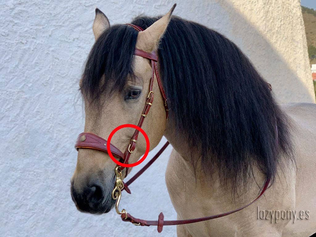 How to properly fit a bridle