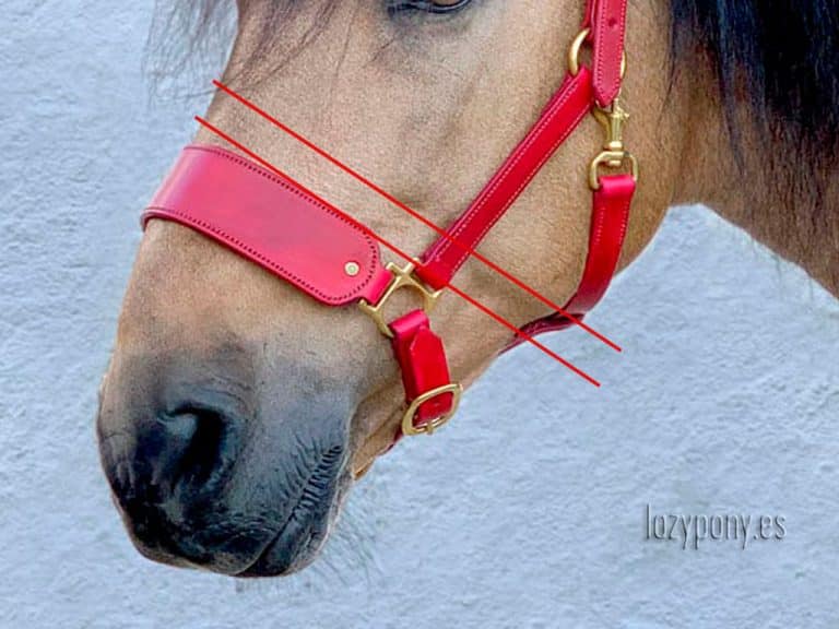 How to fit a horse halter correctly?